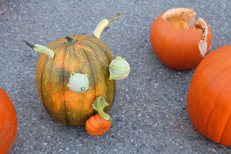 Pumpkin Chunkin at NIC - The Sentinel